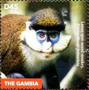 Stamp: Lesser Spot-nosed Monkey (Cercopithecus petaurista) (Gambia ...