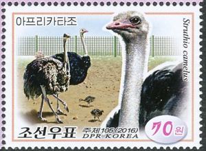 Stamp: Ostrich (Struthio camelus) (Korea, North) (Poultry) Mi:KP 6271 ...