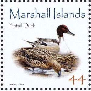 Stamp: Pintail Duck (Anas acuta) (Marshall Islands(Waterfowl 2010) Mi ...