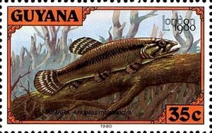 Stamp: Trahira (Hoplias malabaricus) (Guyana) (Stamp Exhibition London ...