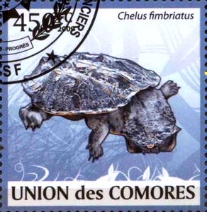 Stamp: Mata Mata (Chelus fimbriatus) (Comoros(Turtles (2009)) Mi:KM ...