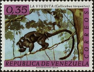 Stamp: White-collared Titi (Callicebus torquatus) (Venezuela(Fauna of ...