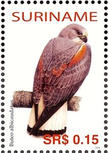 Stamp: White-tailed Hawk (Buteo albicaudatus) (Suriname) (Birds 2004 ...