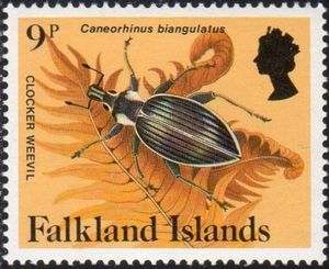Stamp: Clocker Weevil (Caneorhinus biangulatus) (Falkland Islands ...