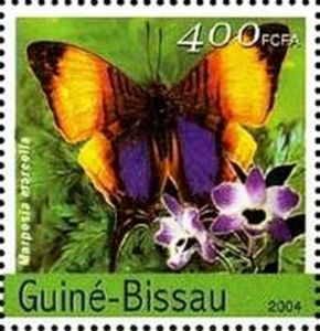 Stamp: Pansy Daggerwing (Marpesia marcella) (Guinea-Bissau(Butterflies ...
