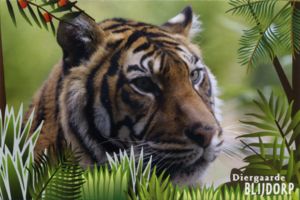 Postcard: Diergaarde Blijdorp, Rotterdam - Sumatran tiger (Netherlands ...