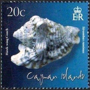 Stamp: Hawk-wing Conch (Strombus raninus) (Cayman Islands(Shells) Mi:KY ...