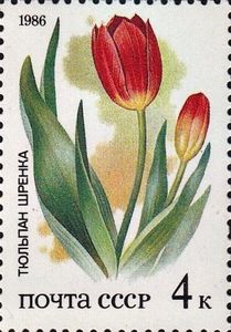 Stamp: Tulips (Soviet Union, USSR(Plants of Russian Steppes) Mi:SU 5573 ...