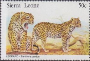 Stamp: Leopard (Panthera pardus) (Sierra Leone(Cats and Kittens (1981 ...