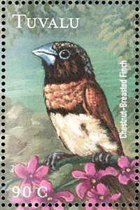 Stamp: Chestnut-breasted Finch (Lonchura castaneothorax) (Tuvalu(Birds ...