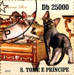 Stamp: Devon Rex (São Tomé and Príncipe(Cats and Dogs (2010)) Mi:ST ...
