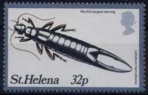 Stamp: Saint Helena Giant Earwig (Labidura herculeana) (Saint Helena ...