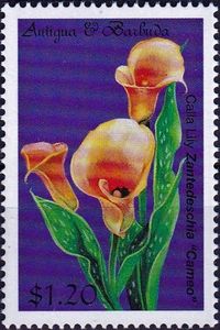 Stamp: Calla Lily (Zantedeschia Cameo) (Antigua and Barbuda(Flowers ...