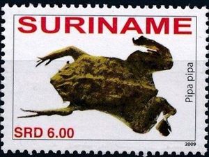 Stamp: Common Surinam toad (Pipa pipa) (Suriname(Frogs) Mi:SR 2266,Sn ...