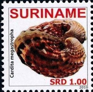 Stamp: Cardita megastropha (Suriname) (Shells) Mi:SR 2361,Sn:SR 1398a ...