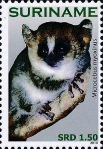 Stamp: Pygmy Mouse Lemur (Microcebus myoxinus ) (Suriname(Primates) Mi ...