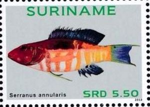 Stamp: Orangeback Bass (Serranus annularis) (Suriname(Fish (2013)) Mi ...