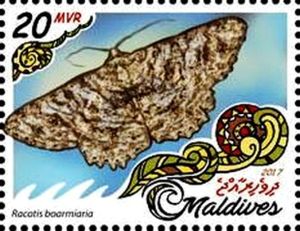 Stamp: Racotis boarmiaria (Maldives(The Region of Indian Ocean - Moth ...