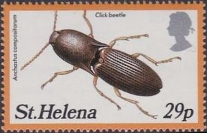 Stamp: Click beetle (Anchastus compositarum) (Saint Helena) (Insects ...