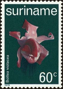 Stamp: Bollea violacea (Suriname(Orchids) Mi:SR 857,Sn:SR 523,Yt:SR 747 ...