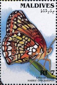 Stamp: Harris's Checkerspot (Chlosyne harrisii) (Maldives(Butterflies ...
