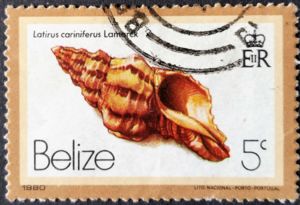Stamp: Trochlear Latirus (Latirus cariniferus) (Belize) (Shells and sea ...
