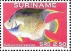 切手: Blue Angelfish (Holacanthus isabelita) (スリナム(Fish (2014)) Mi:SR ...