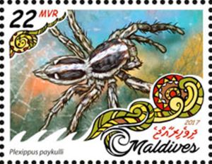 Stamp: Plexippus paykulli (Maldives(Wildlife of Maldives - Spiders ...
