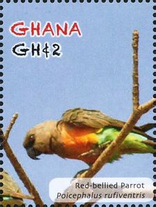 Stamp: Red-bellied Parrot Poicephalus rufiventris (Ghana(Parrots) Mi:GH ...