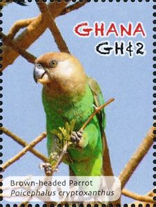 Stamp: Brown-headed Parrot Poicephalus cryptoxanthus (Ghana(Parrots) Mi ...