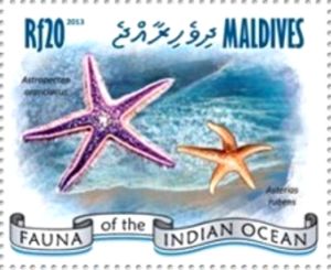 Stamp: Red Comb Star (Astropecten aranciacus), Common Starfish (Ast ...