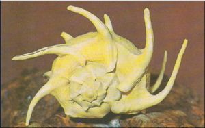 Pocket Calendar: Bolinus cornutus (Soviet Union, USSR(Shells) Col:SU ...