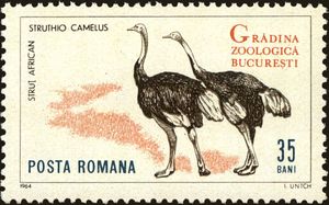 Stamp: Common Ostrich (Struthio camelus) (Romania(Bucharest Zoo) Mi:RO ...