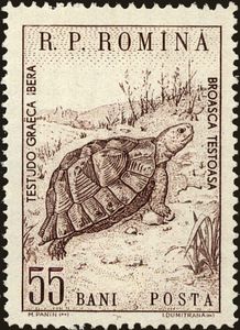Stamp: Spur-thighed Tortoise (Testudo graeca) (Romania(Fauna (1960)) Mi ...
