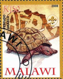 Stamp: Testudo Graeca (Malawi: Illegal Stamps(Malawi) Col:MW 2008-39/2