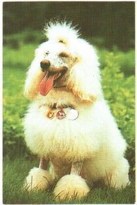 Pocket Calendar: Poodle (Soviet Union, USSR(Dogs) Col:SU-1991-Dog-014.07