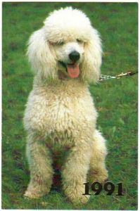 Pocket Calendar: Poodle (Soviet Union, USSR(Dogs) Col:SU-1991-Dog-018