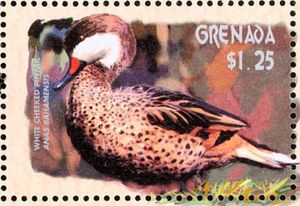 Stamp: Bahama Pintail (Anas bahamensis) (Grenada(Waterfowl) Mi:GD 4649 ...