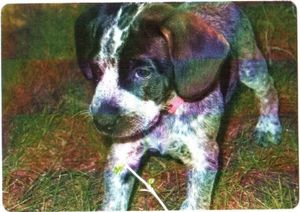 Pocket Calendar: Spotted Dog (United States of America(Dogs) Col:US ...