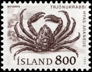Stamp: Great Spider Crab (Hyas araneus) (Iceland) (Iceland Fauna) Mi:IS ...
