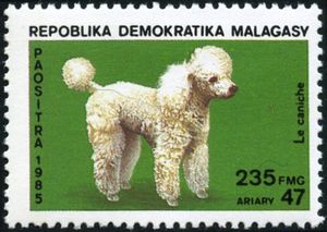Stamp: Poodle (Canis lupus familiaris) (Madagascar) (Cats and Dogs) Mi ...