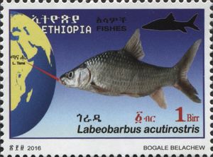 Stamp: Labeobarbus acutirostris (Ethiopia) (Fish (2017)) Mi:ET 1987,WAD ...