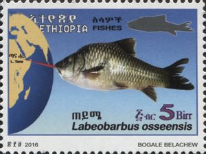 Stamp: Labeobarbus osseensis (Ethiopia(Fish (2017)) Mi:ET 1988,Sn:ET ...