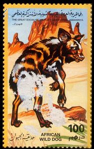 Stamp: African Wild Dog (Lycaon pictus) (Libya(Libyan Zoo) Mi:LY 2103 ...