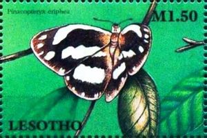 Stamp: Zebra White (Pinacopteryx eriphia) (Lesotho) (Butterflies (1997 ...