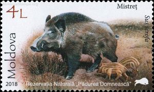 Stamp: Wild Boar (Sus scrofa) (Moldova(Fauna from Pădurea Domnească ...