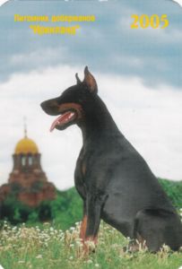 Pocket Calendar: Doberman (Russia(Dogs) Col:RUS-2005-Dog-007.21
