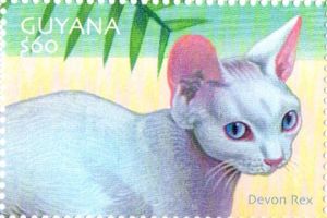 Stamp: Devon Rex (Guyana) (Cats and Dogs "Hong Kong 2001" Stamp ...