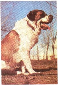 Pocket Calendar: Serbernar (Ukraine(Dogs) Col:UA-1993-Dog-001.11 A