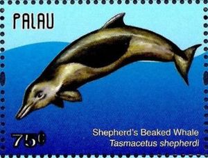 Stamp: Shepherd's Beaked Whale (Tasmacetus shepherdi) (Palau(Whales of ...